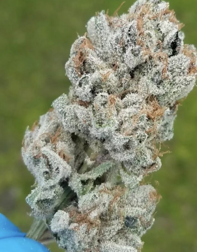 Cranebow – SKUNKTEK