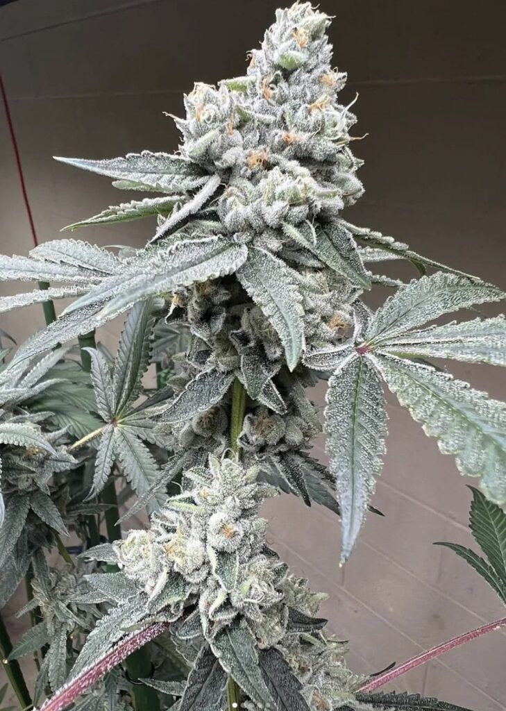 Cranebow – SKUNKTEK