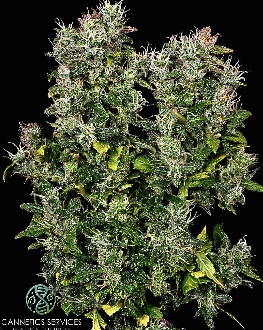 Skunk Killers 🦨 – SKUNKTEK